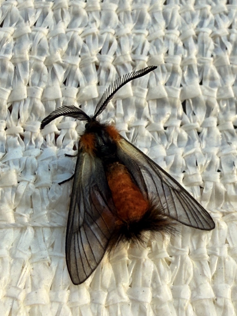 Euonymus Leaf Notcher from Walther Ave, Baltimore, MD, US on October 29 ...