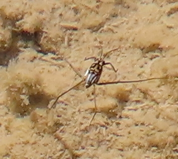 Trepobates from Canyon Lake, TX, USA on October 25, 2024 at 11:46 AM by ...