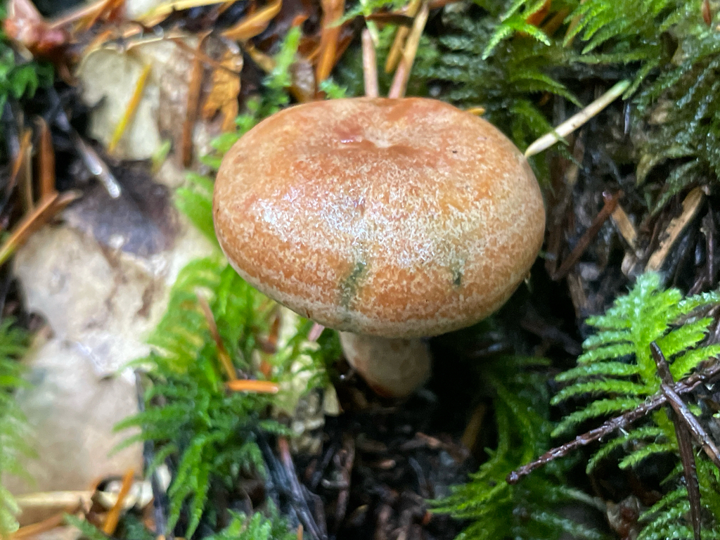 Red-bleeding Milk Cap in October 2024 by ym_wang_pnw · iNaturalist