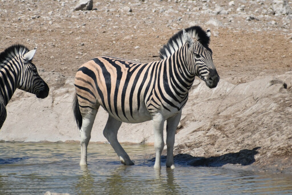 Burchell's Zebra in October 2024 by Tia Offner · iNaturalist