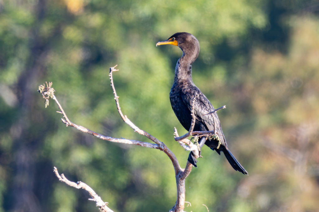 Double-crested Cormorant from West Carrollton, Carrollton, TX, USA on ...