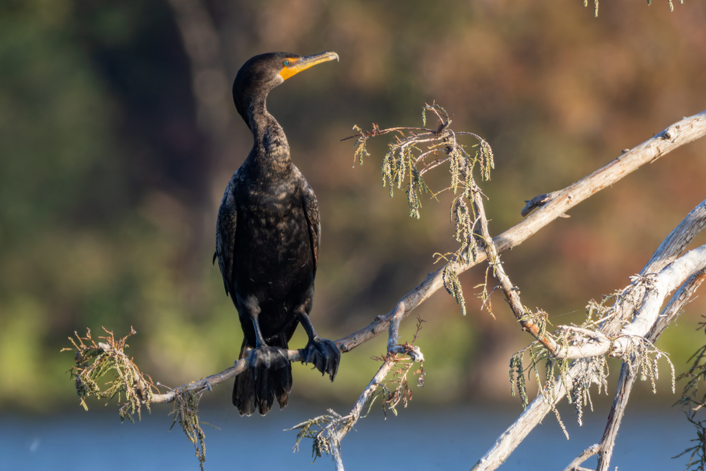 Double-crested Cormorant from West Carrollton, Carrollton, TX, USA on ...