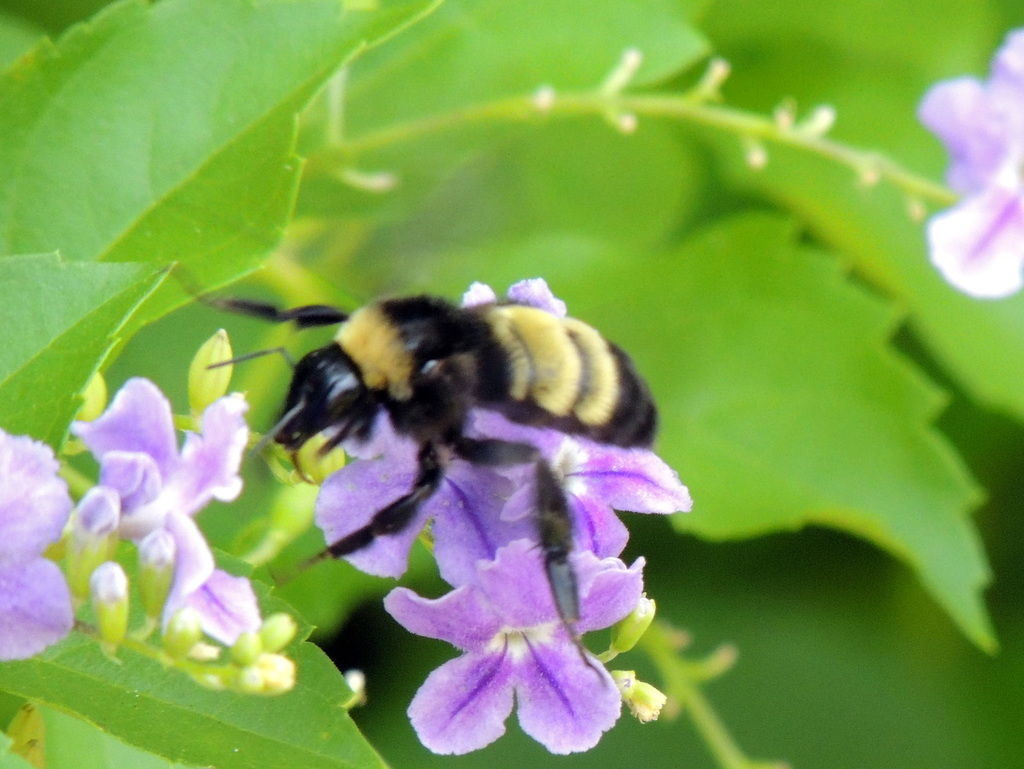 American Bumble Bee from Gainesville, FL, USA on July 11, 2019 at 03:26 ...