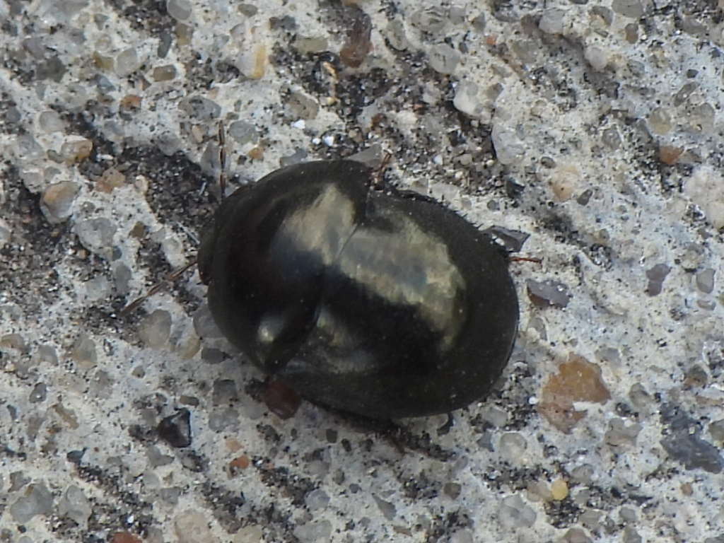 Galgupha from Waxahachie, TX, USA on October 29, 2024 at 03:02 PM by ...