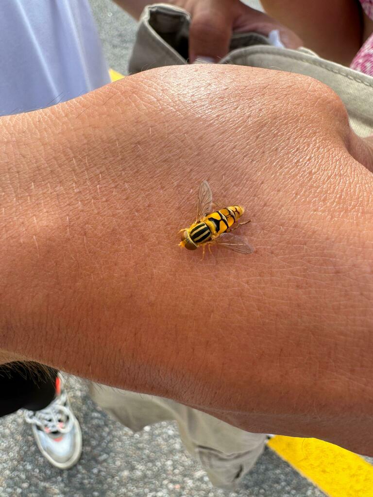 Shiny Bog Fly from Santa Cruz, Ecuador on October 29, 2024 at 09:20 PM ...