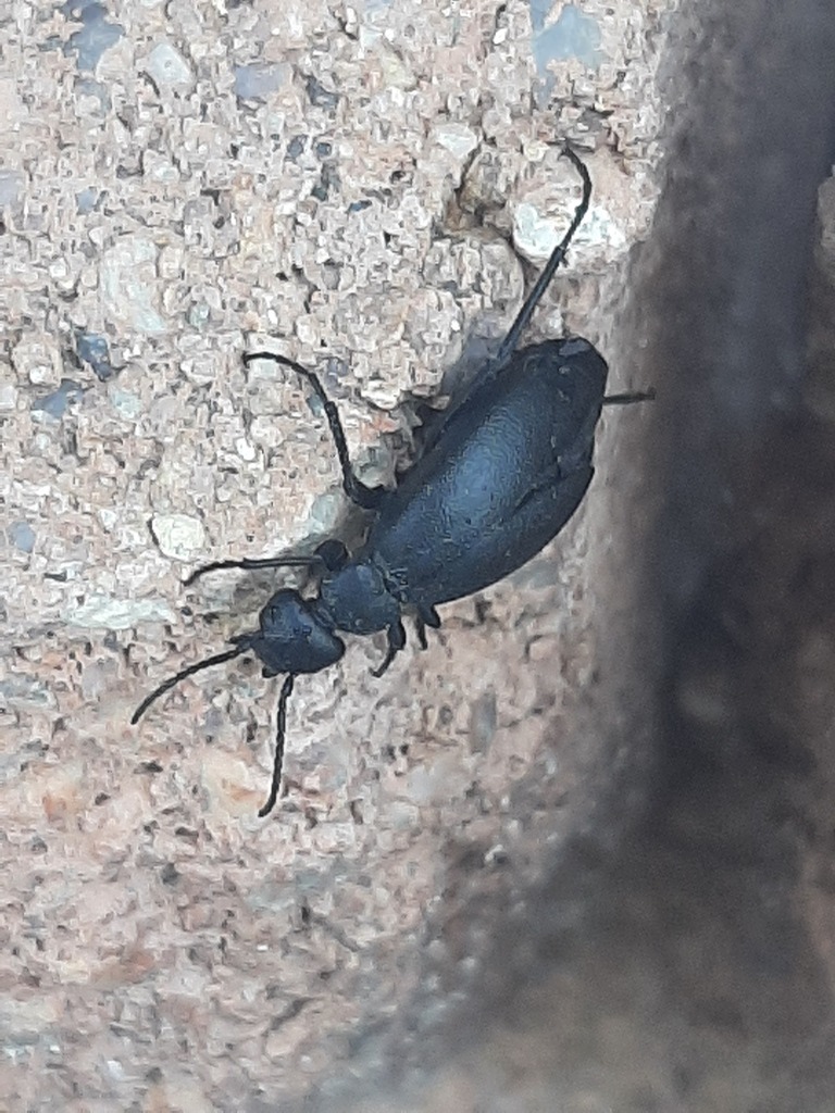 Burning Blister Beetles from Otero County, CO, USA on May 10, 2024 at ...