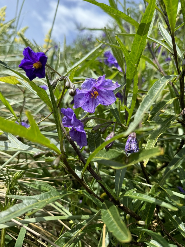 New Zealand nightshade from South Island / Te Waipounamu, Dunedin ...