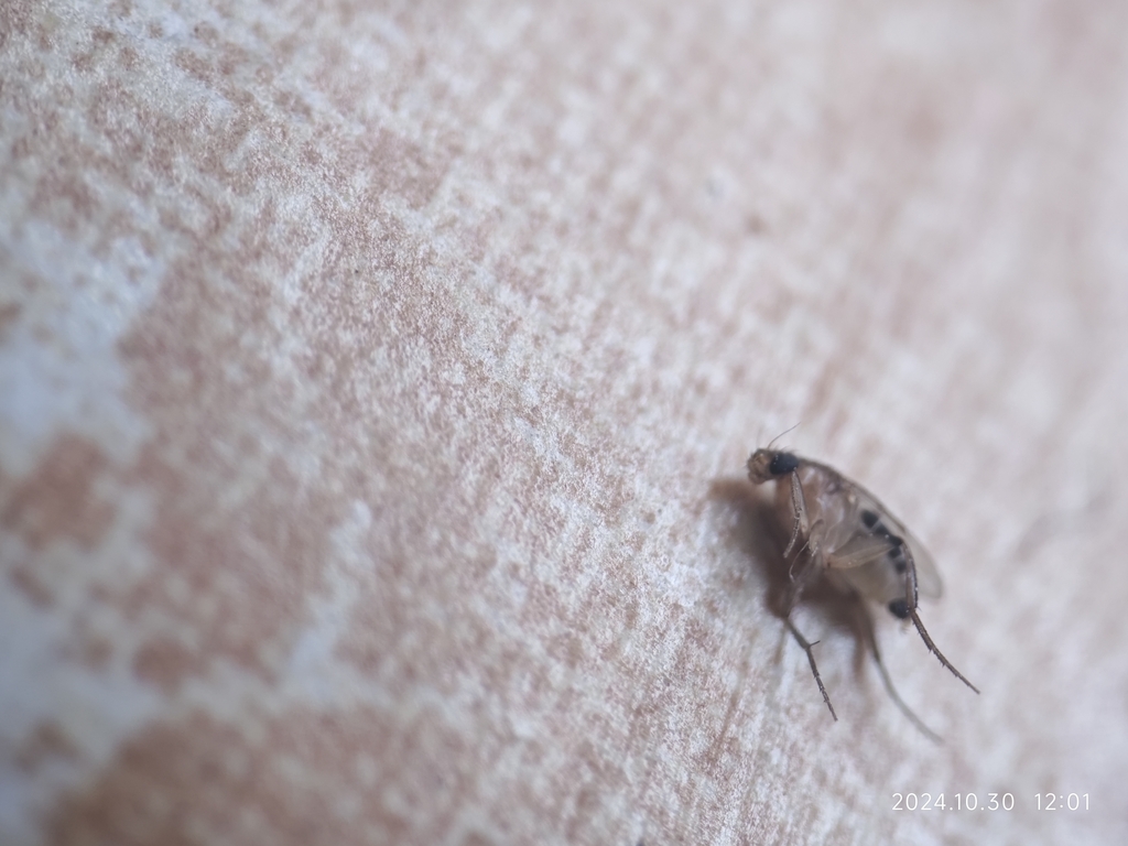 Scaled Hump-backed Fly from Qingdao, CN-SD, CN on October 30, 2024 at ...