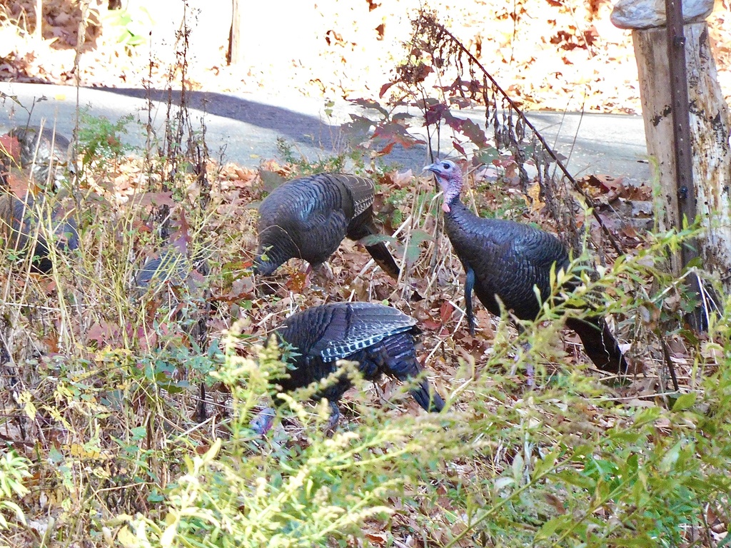 Wild Turkey from Juggler Meadow Rd, Leverett, MA, US on October 25 ...
