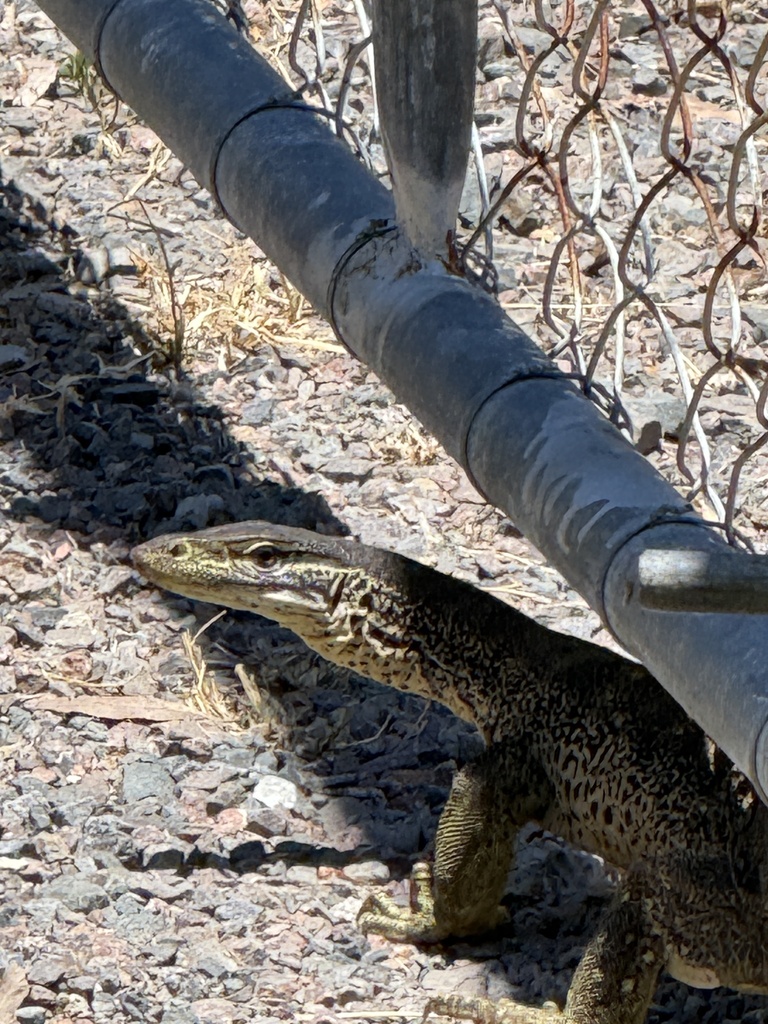 Eastern Argus Monitor from Cape Pallarenda Rd, Rowes Bay, QLD, AU on ...