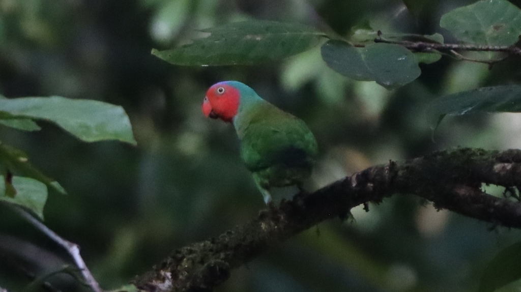 Red-cheeked Parrot from Baru, Obi, South Halmahera Regency, North ...