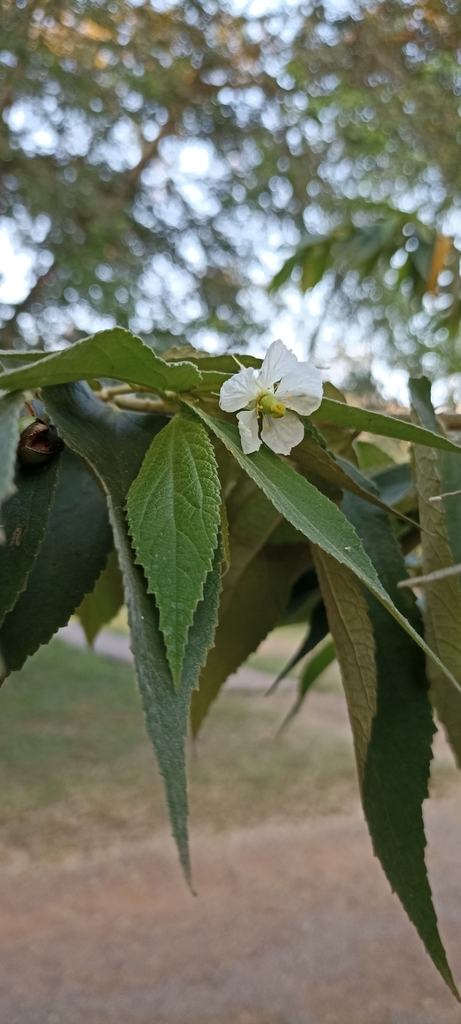 calabur tree from Parque Ecológico, Tepic, Nay., México on October 29 ...