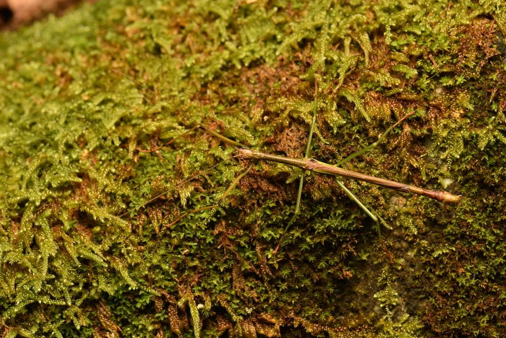 Sinophasma hoenei formosanum in July 2023 by shuo_hsu · iNaturalist