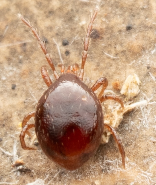 Ologamasidae from Mount Buller Alpine Resort, Australian Alps ...