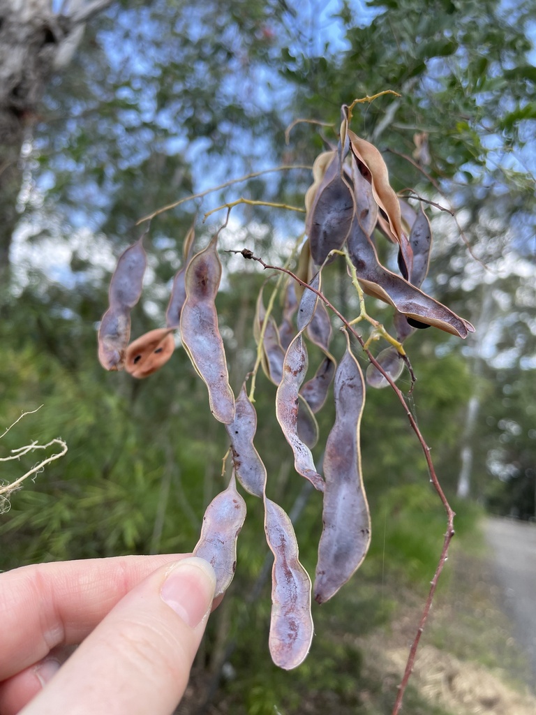 mudgee wattle in October 2024 by fflurlfw · iNaturalist