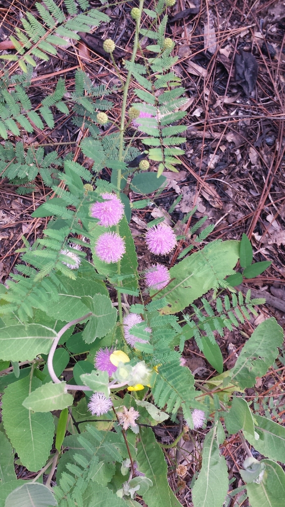 littleleaf sensitive-briar from Carolina, AL 36420, USA on July 11 ...