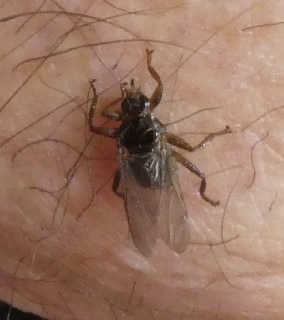 Pigeon Louse Fly from Yio Chu Kang, Singapore on October 30, 2024 at 01 ...