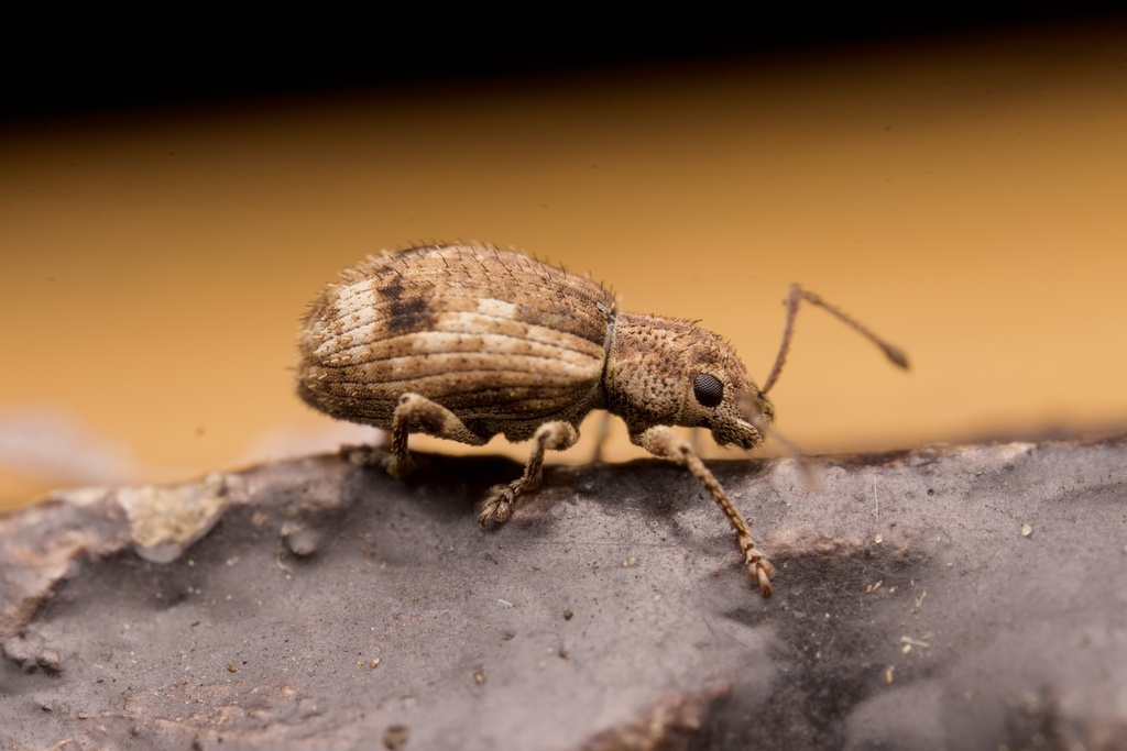 Peach Root Weevil from 荒川大麻生公園, 熊谷市, 埼玉県, JP on October 30, 2024 at 03: ...