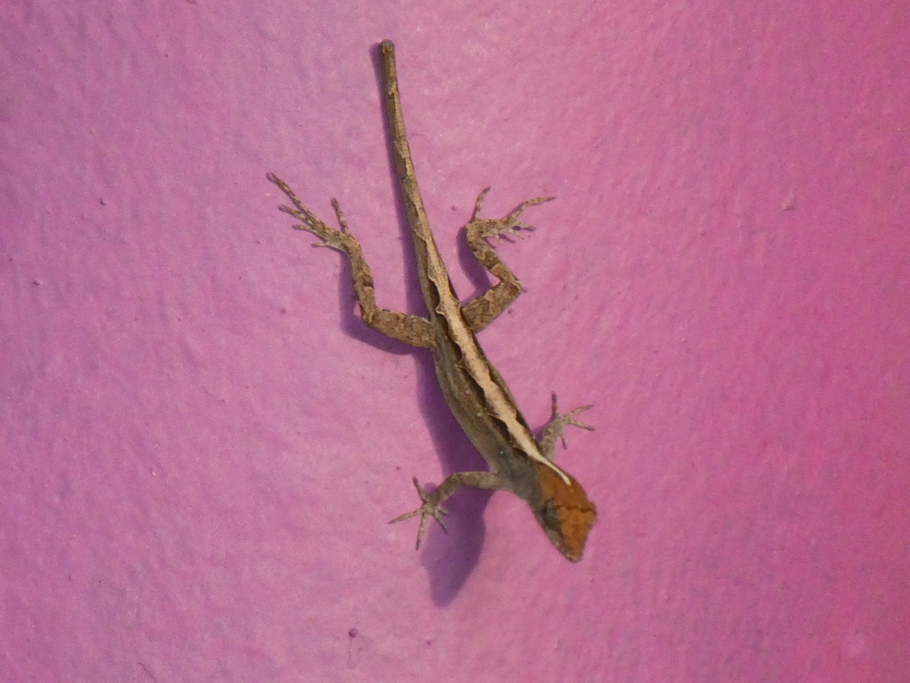 Anoles from 18 Marina Gardens Dr, Gardens by the Bay, Singapore 018953 ...