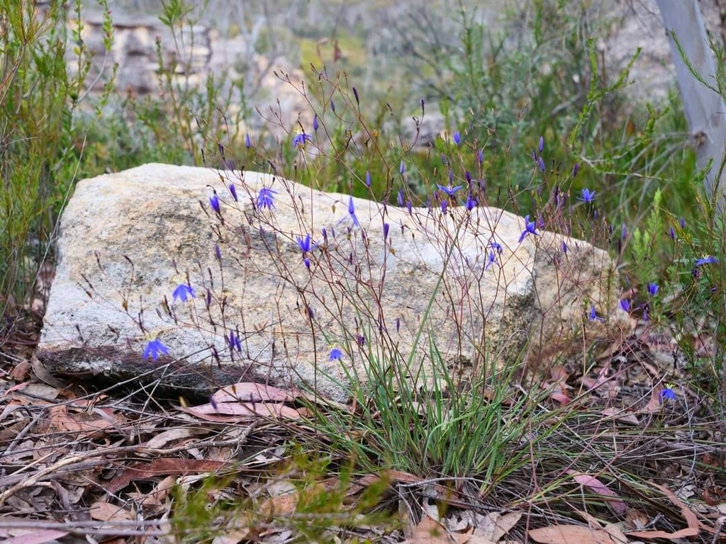 Tufted Blue Lily from State Mine Gully NSW 2790, Australia on October ...