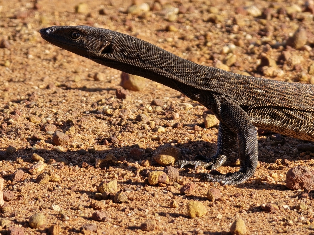 Black-headed Monitor from Neale WA 6440, Australia on October 30, 2024 ...