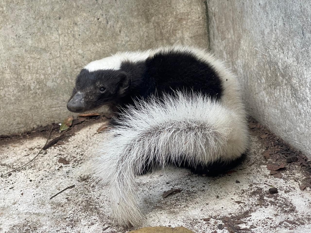 American Hog-nosed Skunk from 71707 Oax., México on October 29, 2024 at ...