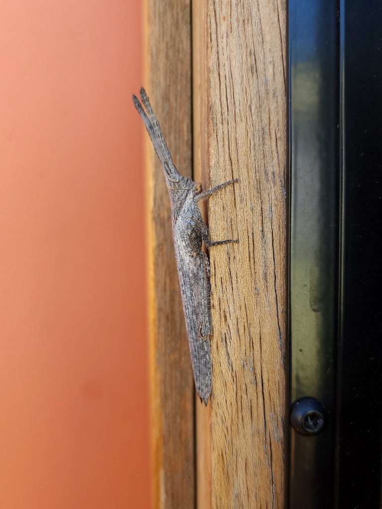 Strong-horned Grasshopper from Petermann NT 0872, Australia on October ...