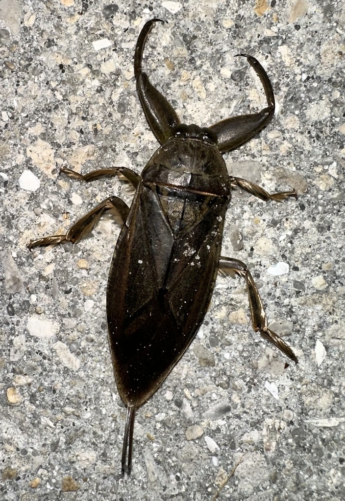 Uhler's Giant Water Bug from Florida Gulf Coast University, Fort Myers ...