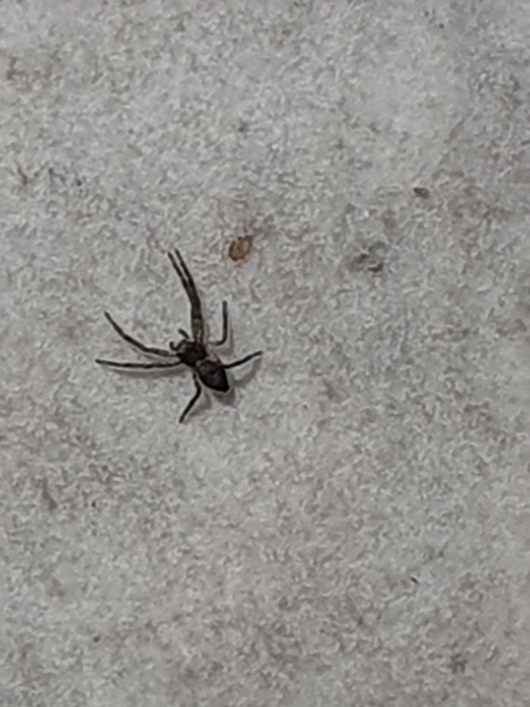 Octopus Spiders from Florence, Toscana, IT on October 30, 2024 at 11:09 ...