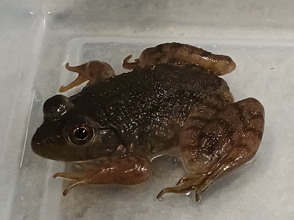 American Bullfrog from Walnut Hill, FL 32568, USA on October 09, 2024 ...