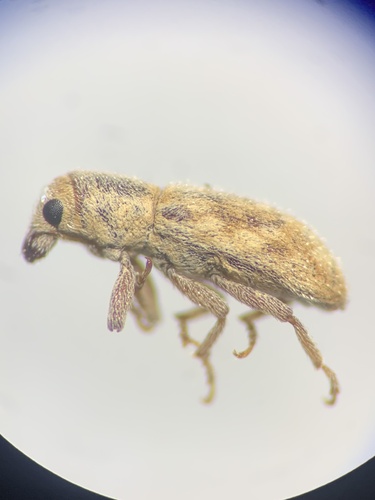 Microlarinus minimus · iNaturalist