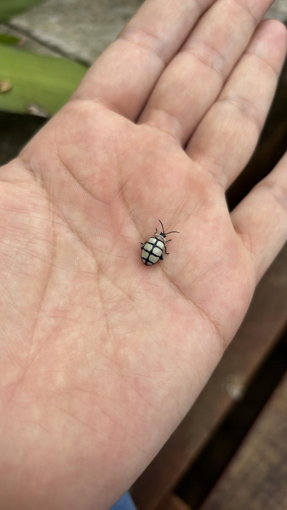 Alagoasa scissa from Divisão de Biblioteca e Documentação do Conjunto ...