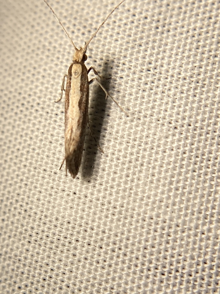 Diamondback Moth from Preston County, WV, USA on October 29, 2024 at 10 ...