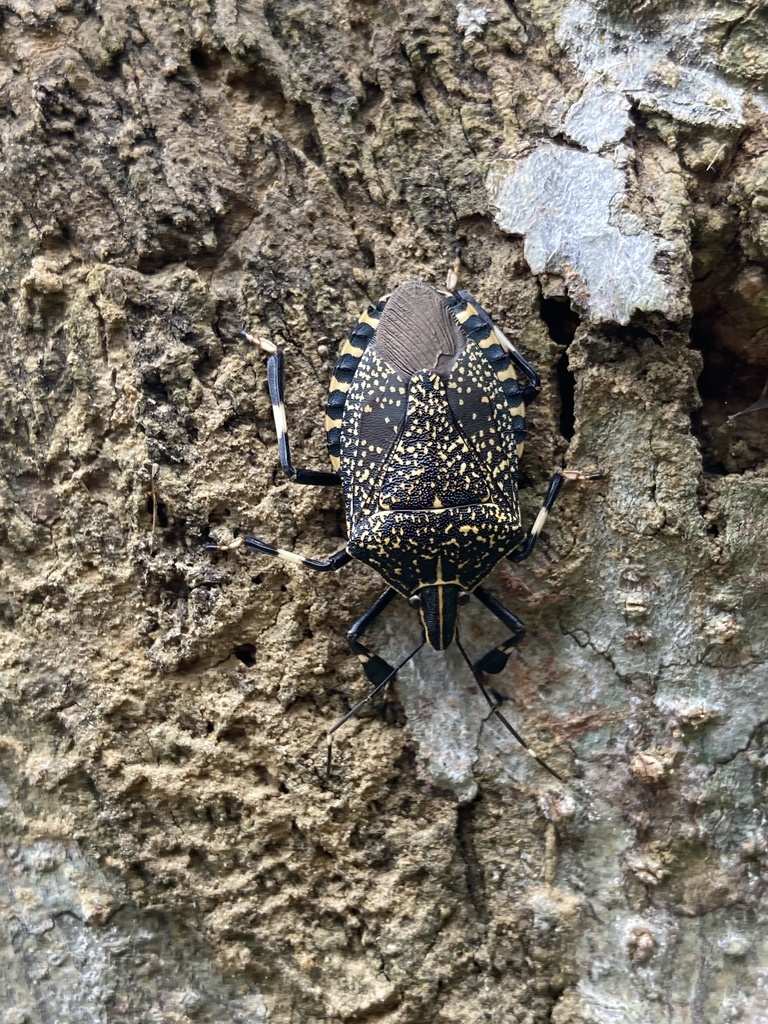 Yellow-spotted Stink Bug from Hsinchu County, Taiwan, Taiwan on October ...