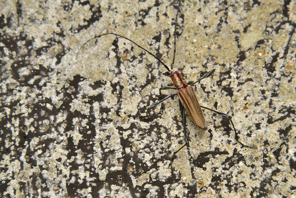 Longhorn Beetles from Ibagué, Tolima, Colombia on October 25, 2024 at ...