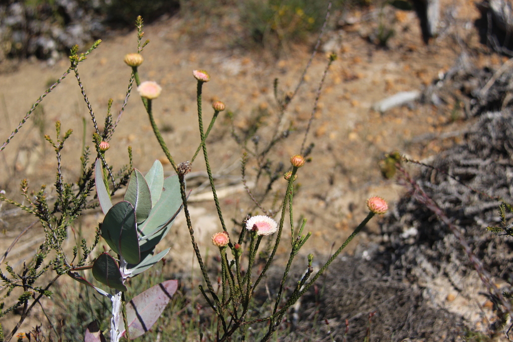 Actinodium cunninghamii from Pabelup Drive, Fitzgerald River National ...