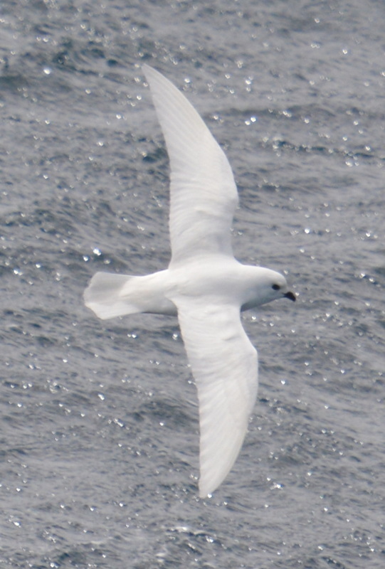 Snow Petrel · Schneesturmvogel · Pétrel des Neiges (HX - Common ...