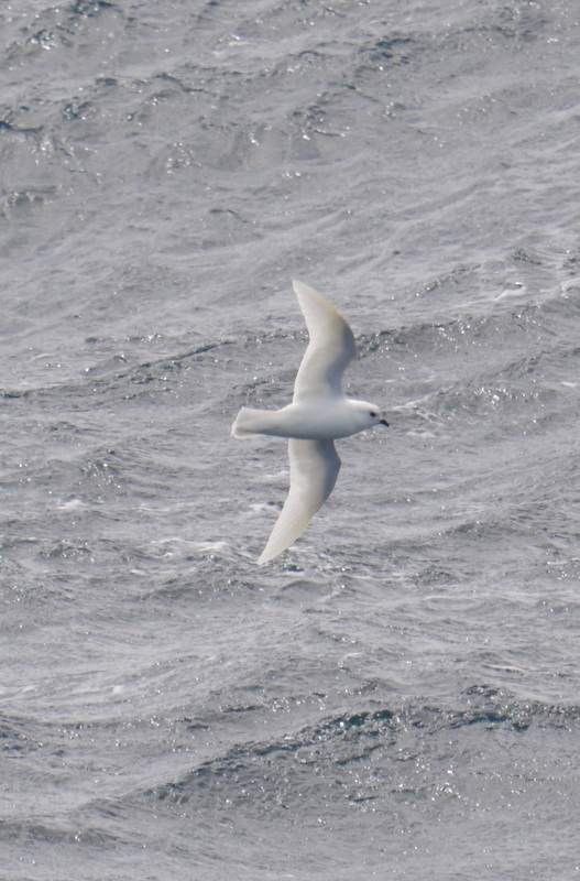 Snow Petrel · Schneesturmvogel · Pétrel des Neiges (HX - Common ...