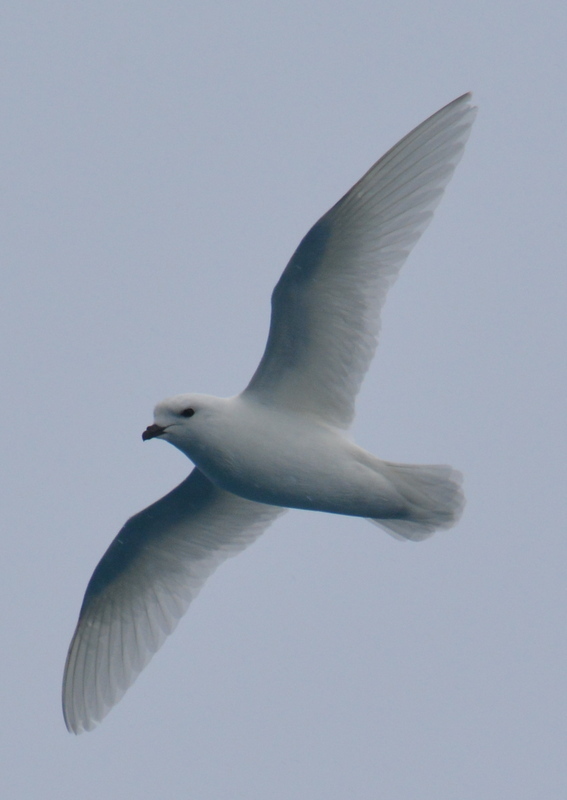 Snow Petrel · Schneesturmvogel · Pétrel des Neiges (HX - Common ...
