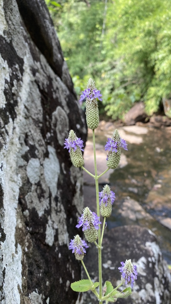 Hullworts from Karlapat Wildlife Sanctuary, Kalahandi, Odisha, IN on ...