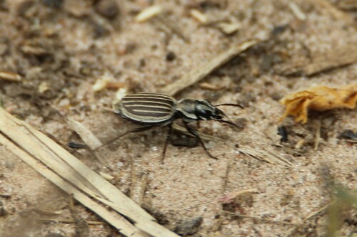 Subspecies Graphipterus obsoletus obsoletus · iNaturalist