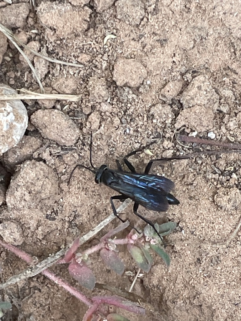 Ants, Bees, and Stinging Wasps from Eagle Bend Pt, Bossier City, LA, US ...