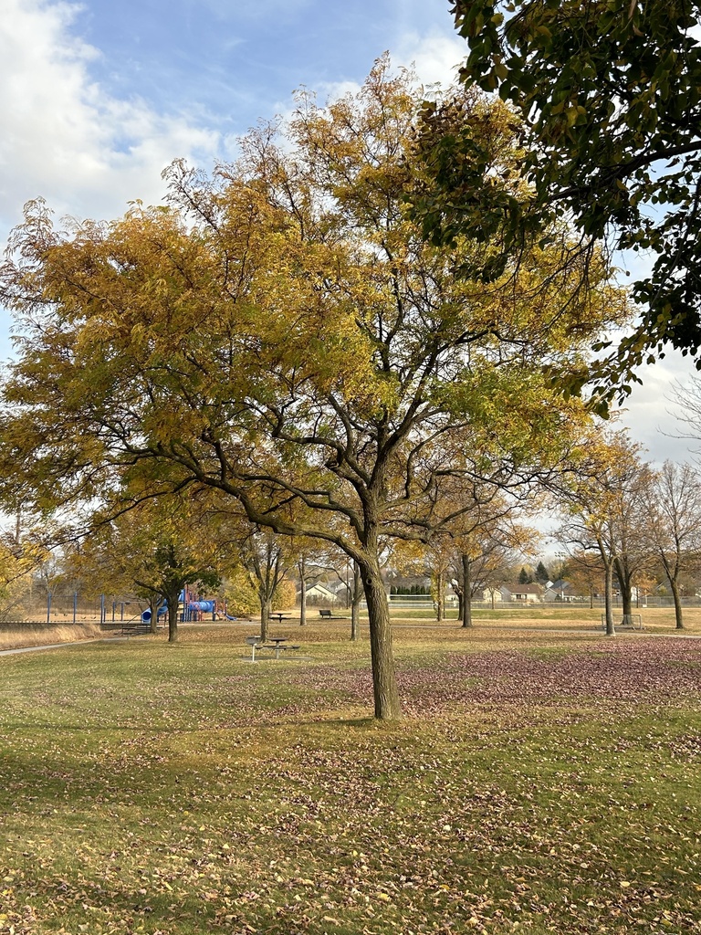 honey locust from Lac Lavon, Burnsville, MN, US on October 29, 2024 at ...