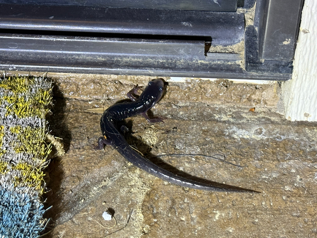 Southern Gray-cheeked Salamander from Pisgah Forest on October 28, 2024 ...