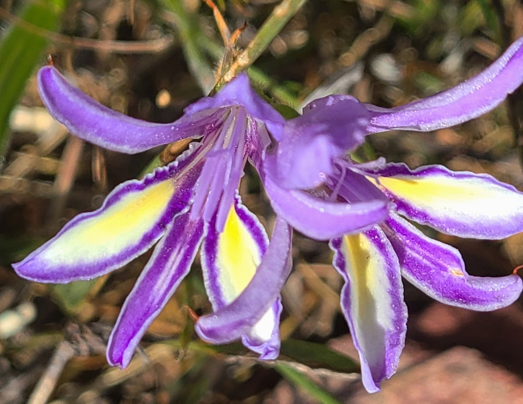 Baboon Root from De Hoop Nature Reserve Overberg District Municipality ...