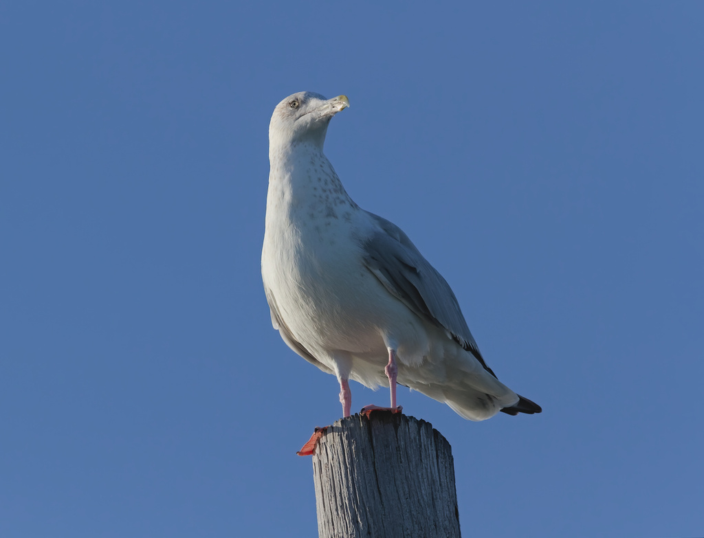 Large White-headed Gulls from Kleberg County, TX, USA on December 5 ...
