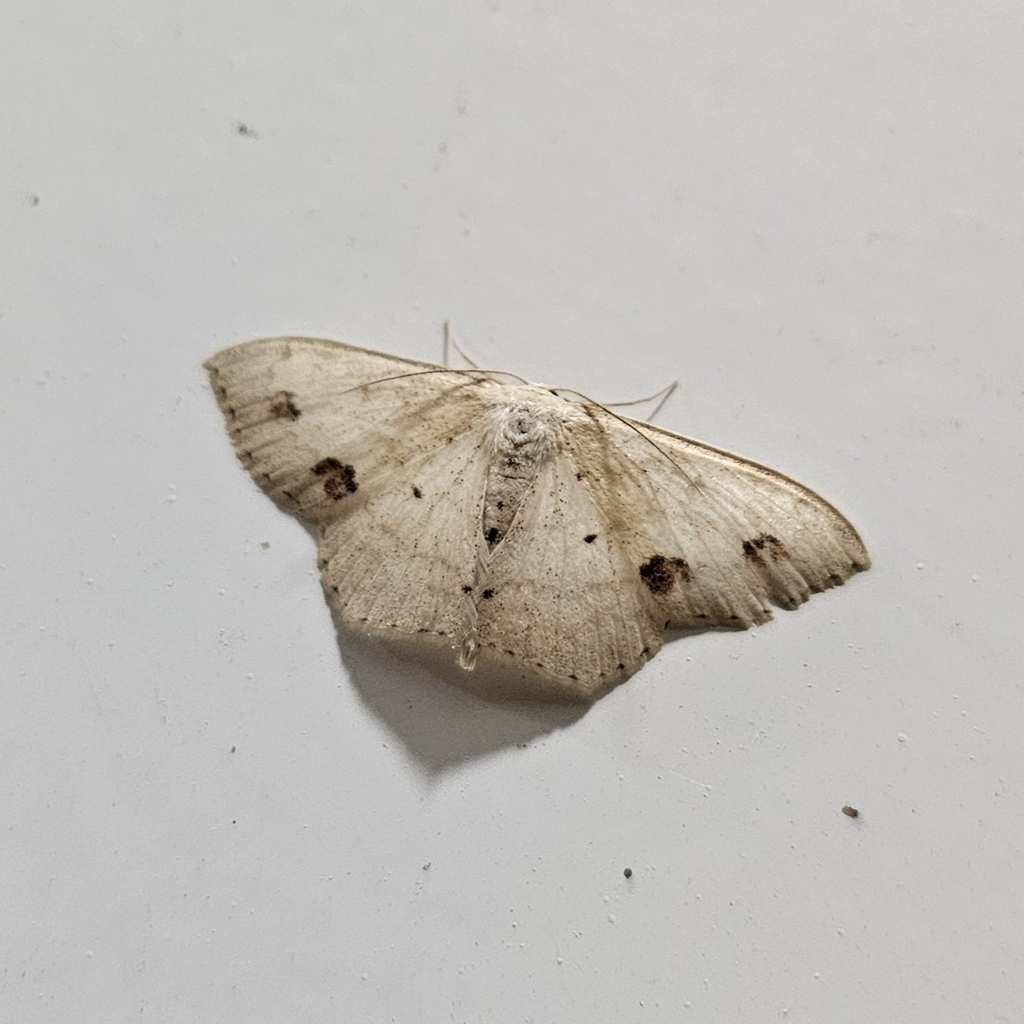 Scopula stigmata from Chandrataal, B8, IIT Mandi, Kamand Campus, Mandi ...