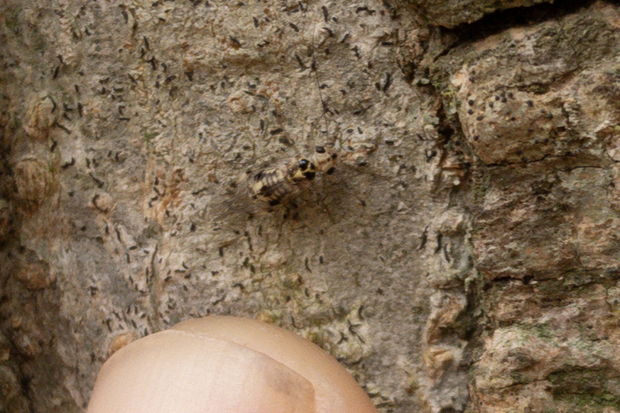 Psocus leidyi in October 2024 by Thomas Shahan · iNaturalist