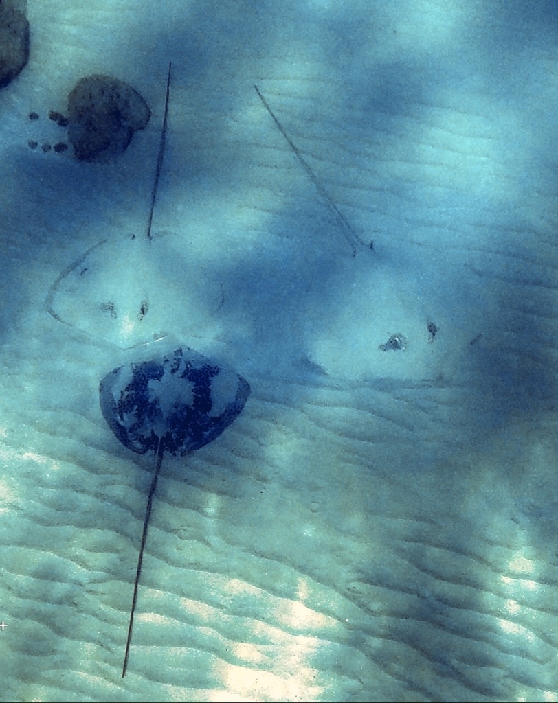 Reticulate Whipray in October 2024 by ayeleev · iNaturalist