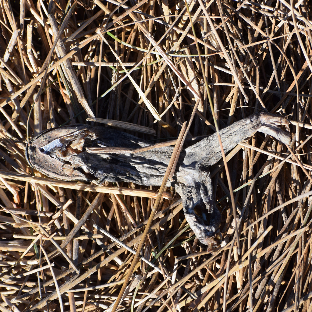 American Bullfrog from Joseph D. Grant County Park, CA, USA on October ...